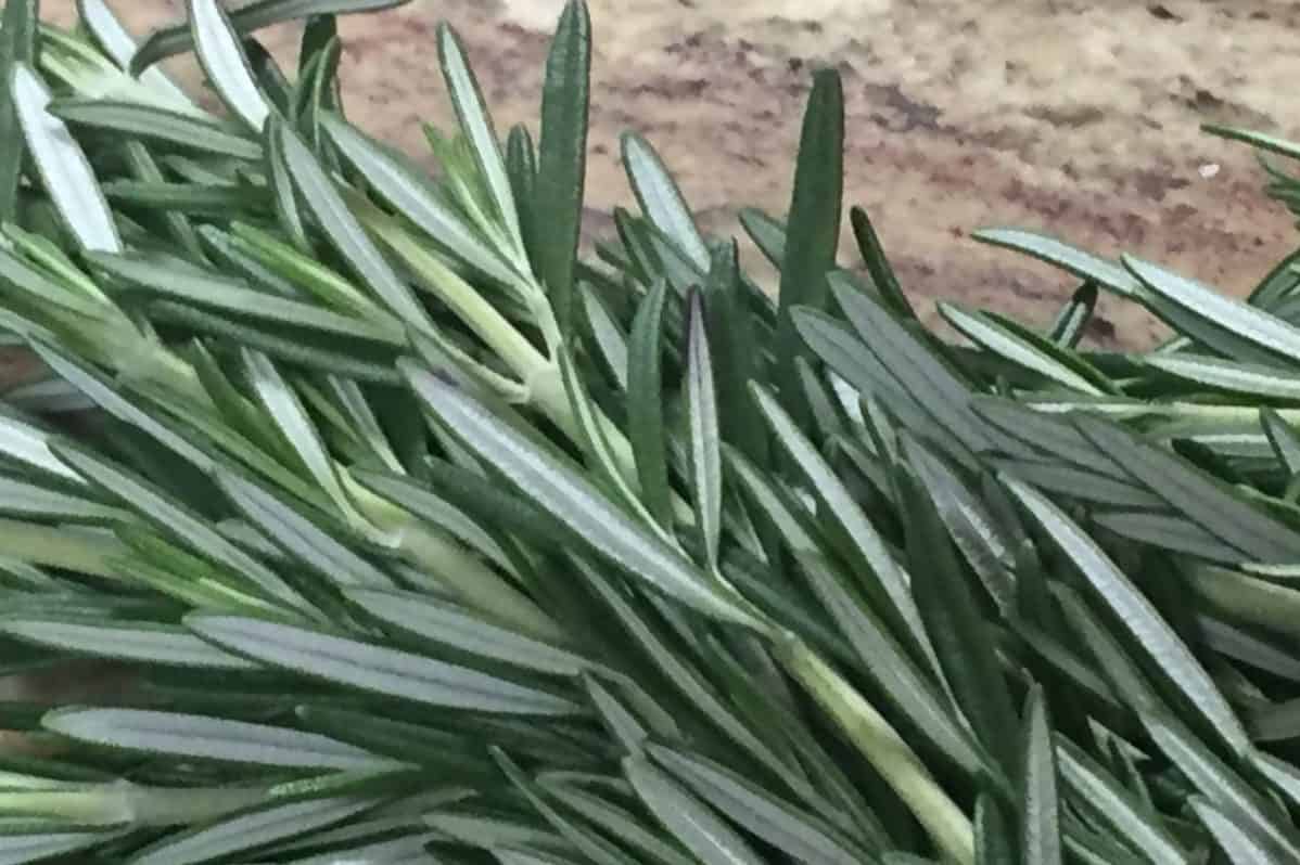 The Fiery Chef | Stay a while and learn to cook like a pro